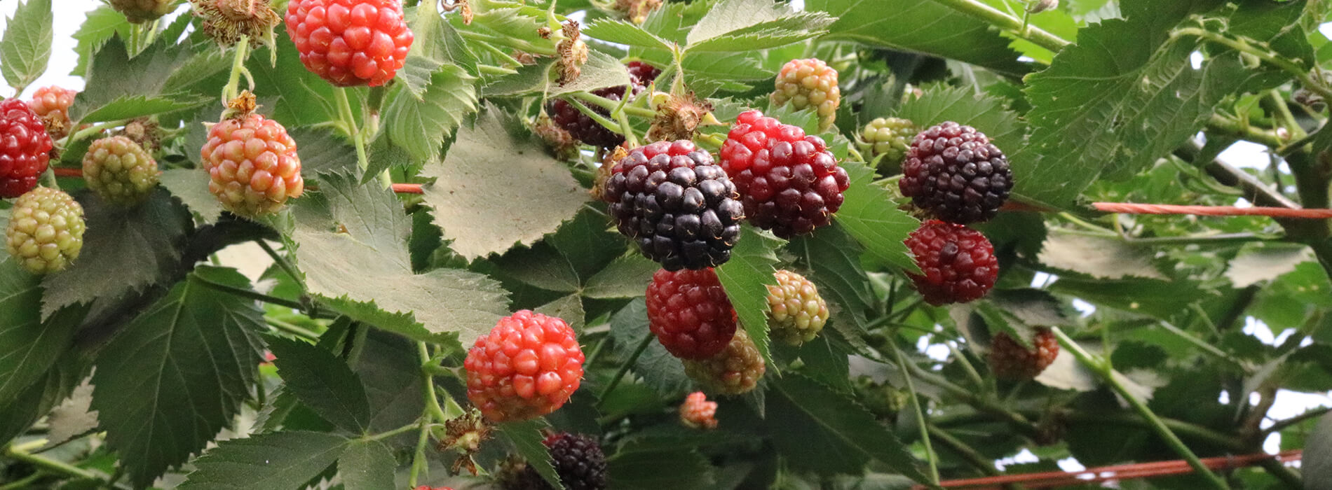 BerryFusion™ Coir Substrates - Cocogreen