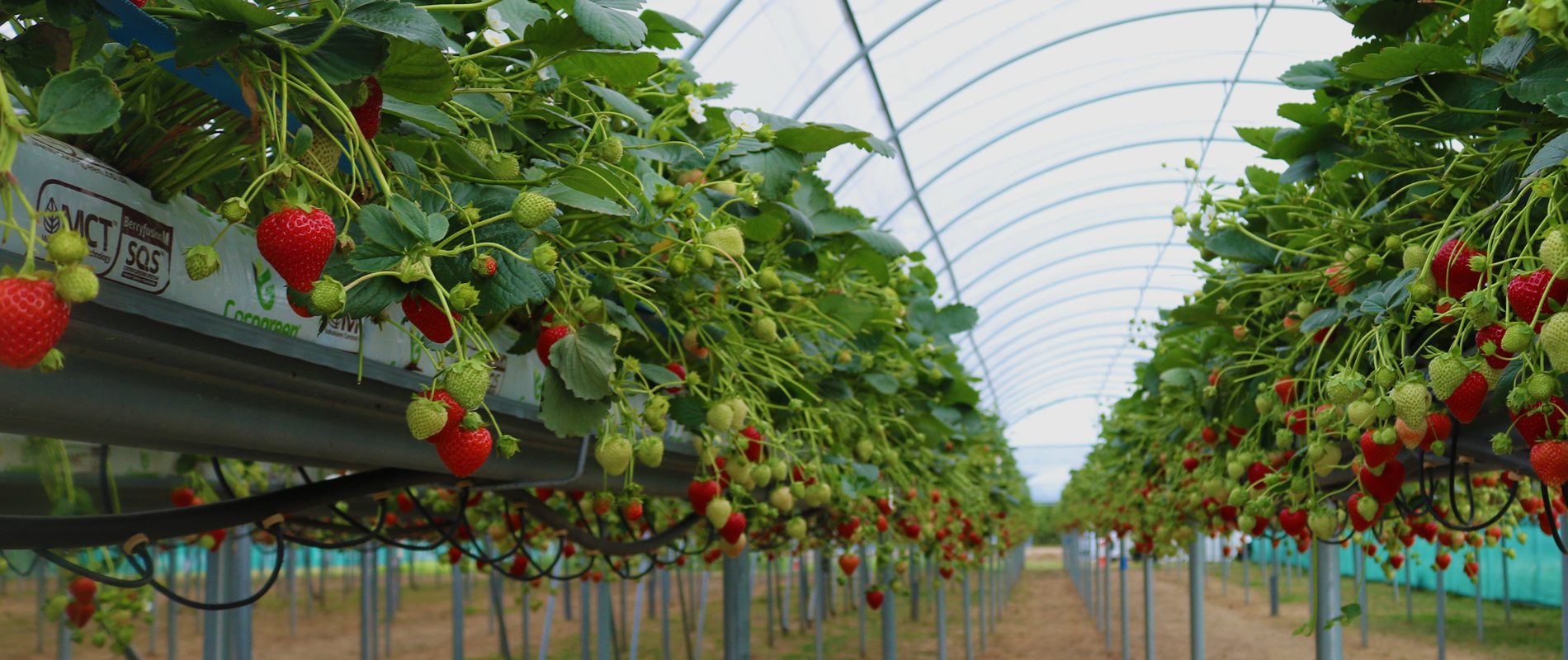 Our Solutions - Cocogreen