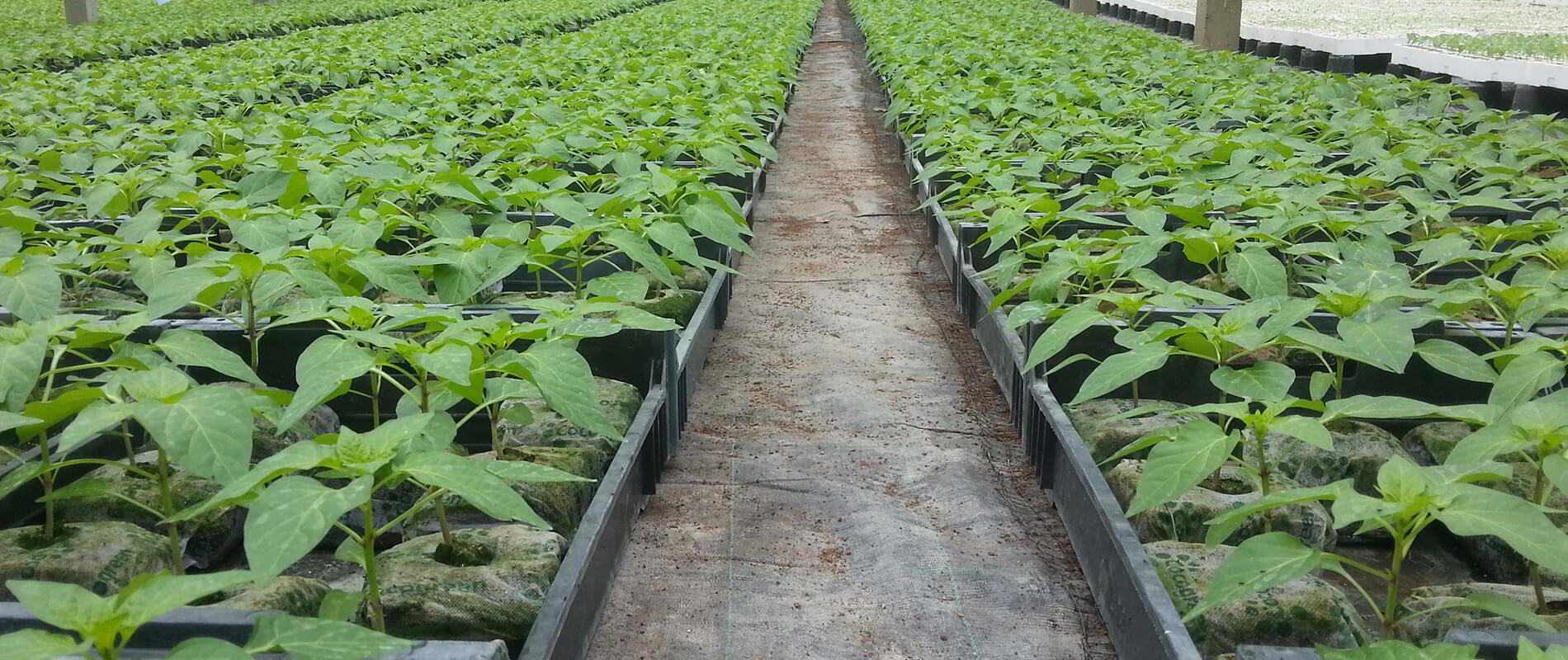 Safeguard® - Cocogreen