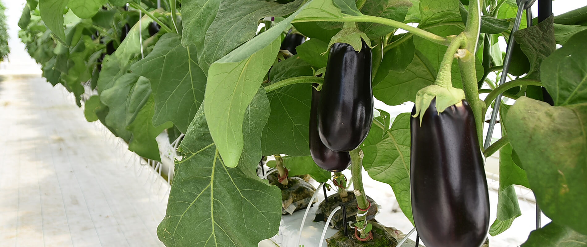 GrowCubes - Cocogreen