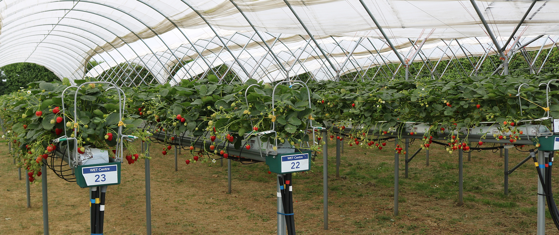 Technology - Cocogreen