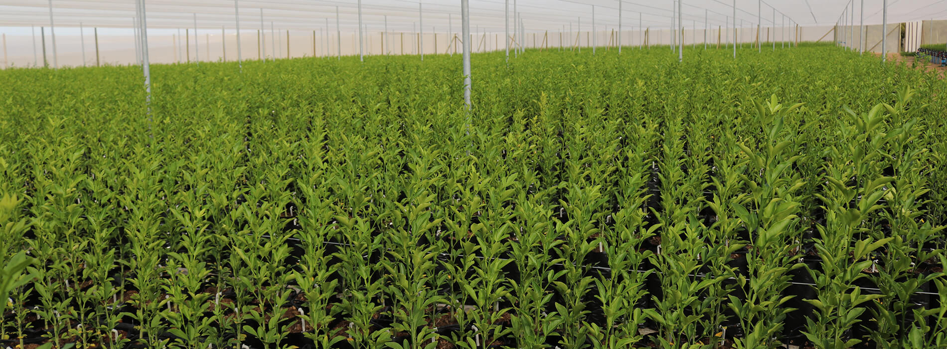 TreeFusion™ Coir Substrates - Cocogreen