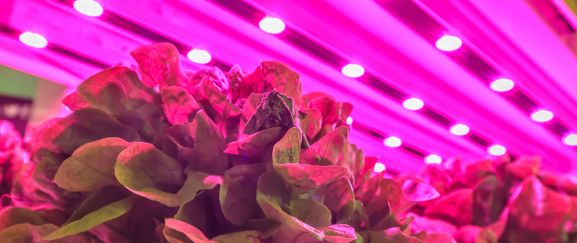 Vertical Farming - Cocogreen