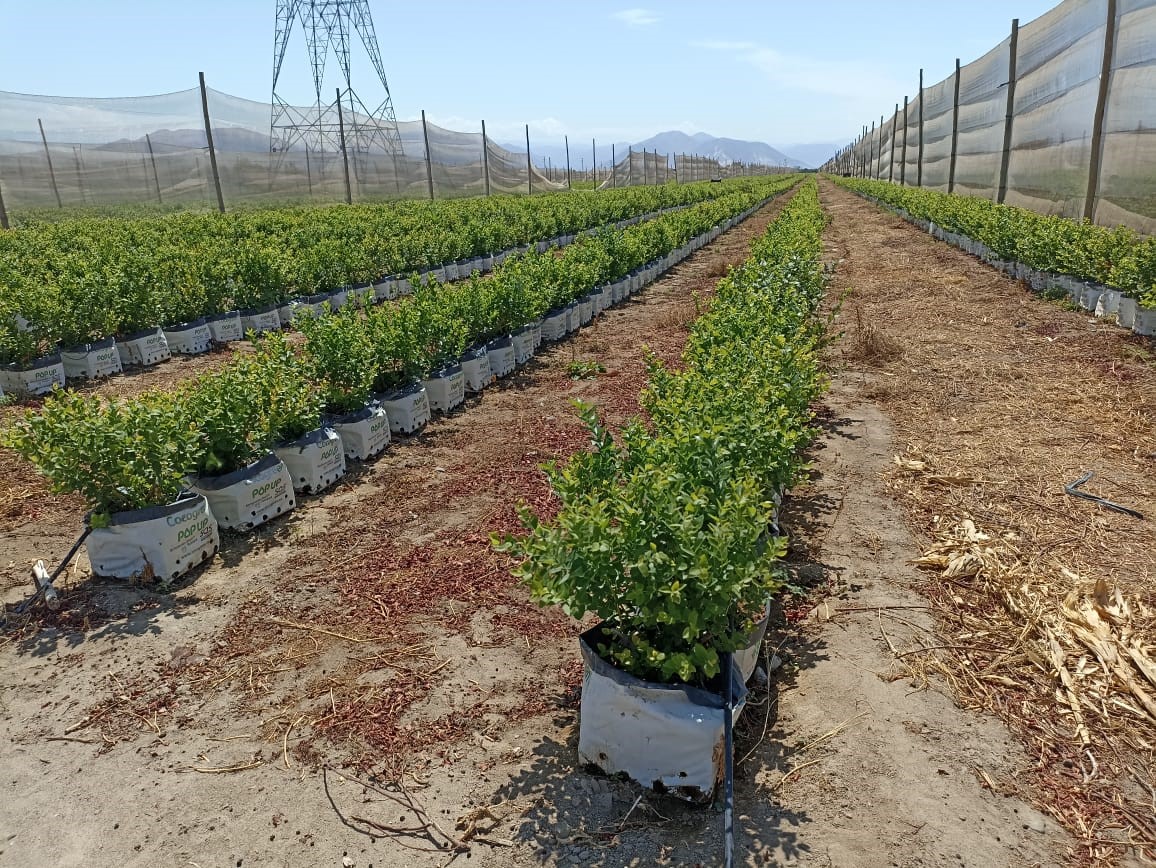 Blueberries Consulting XXV, Seminario internacional Blueberries Chile ...