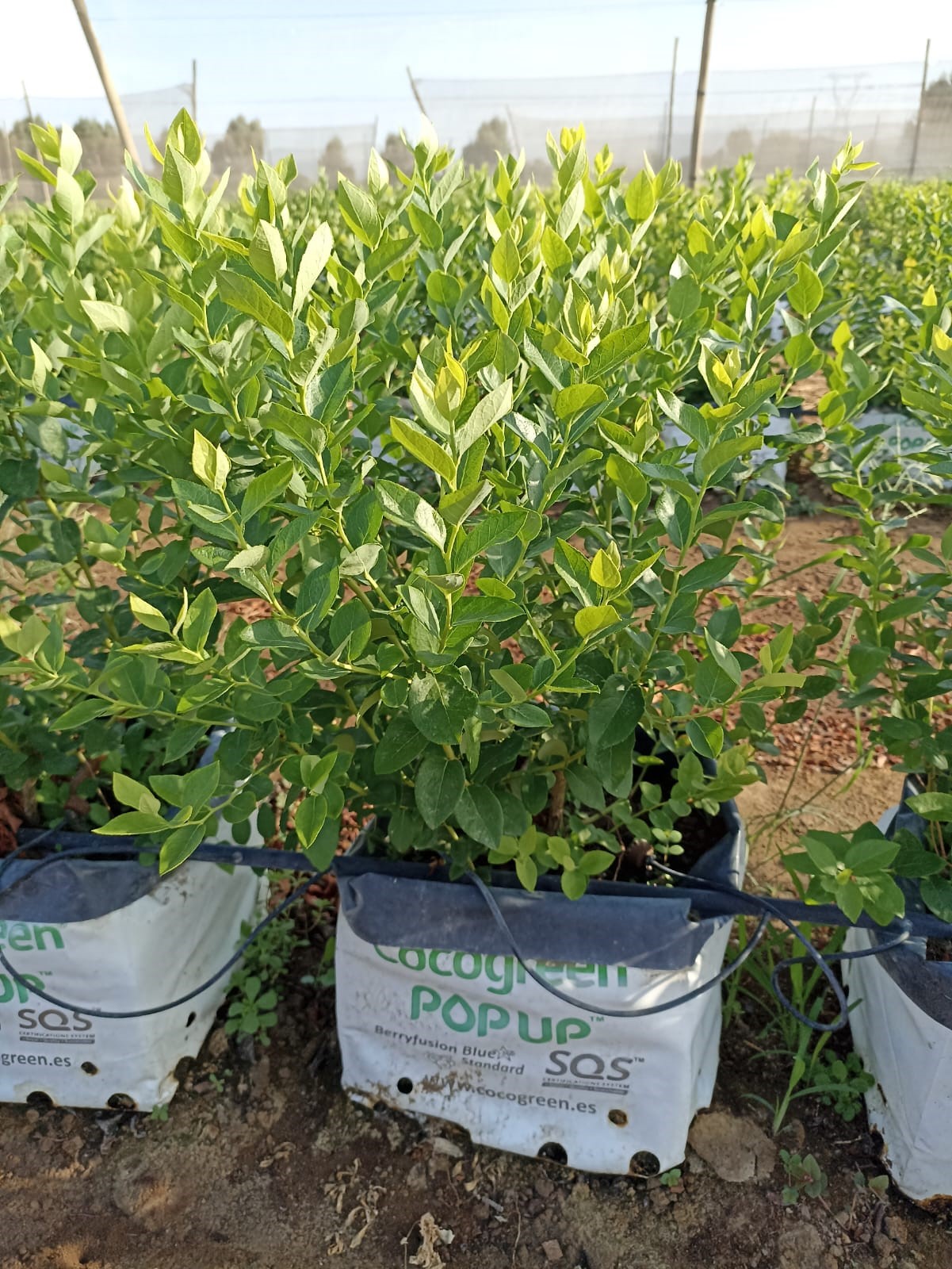 Blueberries Consulting XXV, Seminario internacional Blueberries Chile ...